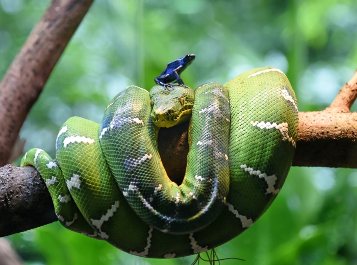 Python HD, Snake, HD Wallpaper | Rare Gallery