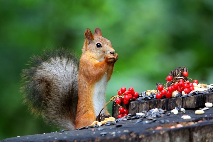 Squirrel HD, Rodent, HD Wallpaper | Rare Gallery