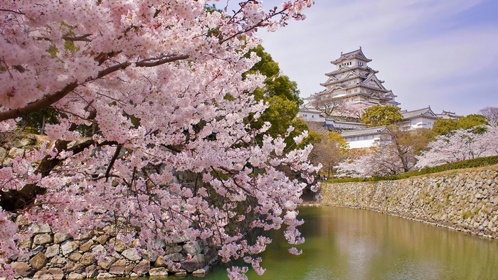 cherry blossoms, scenery, landscape, himeji, castle, japan, 4k, HD ... cherry blossoms, scenery, landscape, himeji, castle, japan, 4k, HD ...