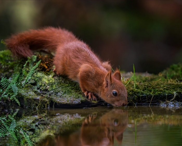 Squirrel HD, Rodent, Wildlife, Reflection, HD Wallpaper | Rare Gallery