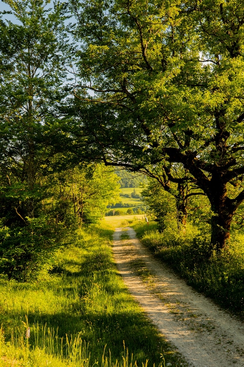 outdoors, grass, greenery, path, road, forest, trees, plants, field ...