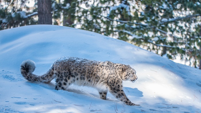 Snow Leopard HD, Big Cat, Wildlife, Snow, predator (Animal), HD ...