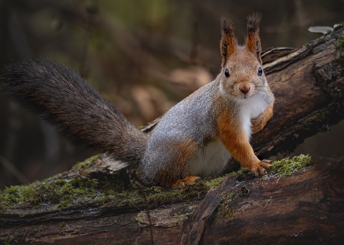 #77896 Squirrel HD, Rodent, Wildlife - Rare Gallery HD Wallpapers