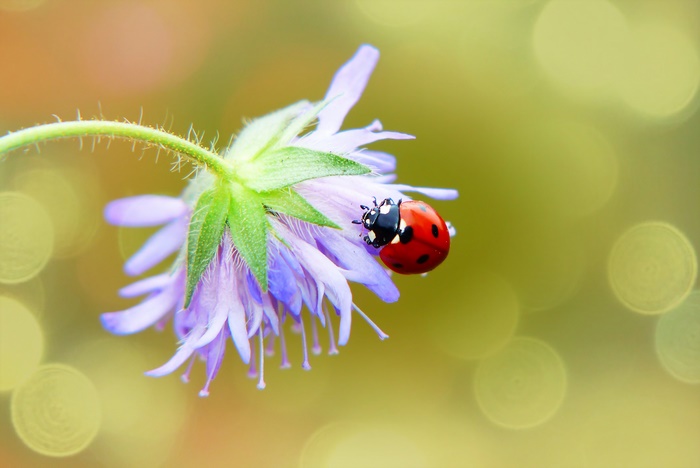 Ladybug HD, Flower, Macro, Insect, HD Wallpaper | Rare Gallery