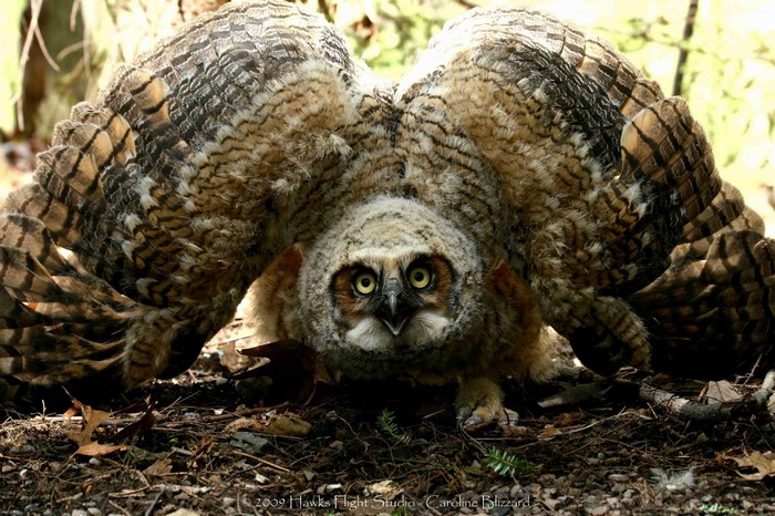 birds, animals, wildlife, bird of prey, owl, beak, bird, fauna ... birds, animals, wildlife, bird of prey, owl, beak, bird, fauna ...