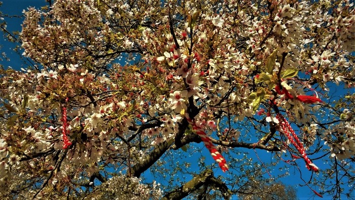 trees, food, flowers, nature, branch, cherry blossom, blossom, spring ...