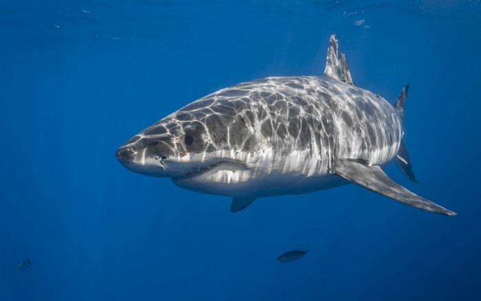 animals, shark, fish, underwater, Great White Shark, biology, vertebrate, marine biology ...