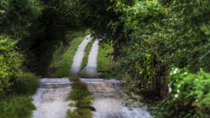 trees, landscape, forest, waterfall, water, nature, grass, road ...