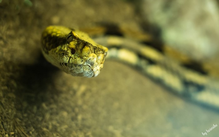 animals, depth of field, nature, photography, macro, snake, green ...