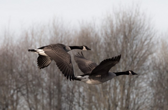 birds, animals, nature, winter, wildlife, duck, goose, geese, beak, mallard, bird, wing, fauna ...