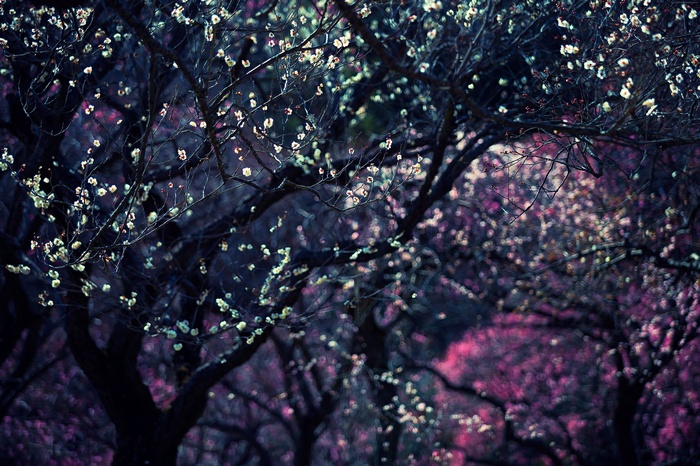 spring, Trees, 5k, 4k, blossom, HD Wallpaper | Rare Gallery