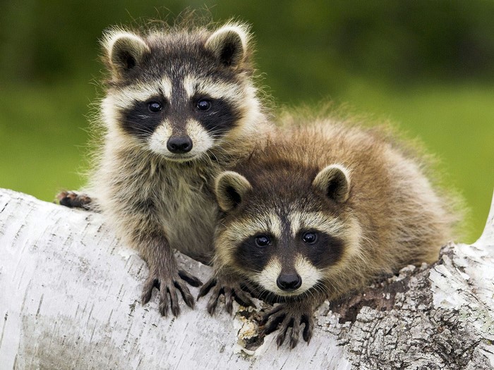 animals, wildlife, baby animals, red panda, raccoons, fauna, mammal ...