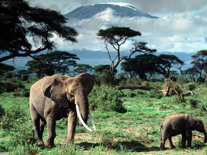 wildlife, jungle, elephant, grassland, Safari, herd, adventure, plain ...