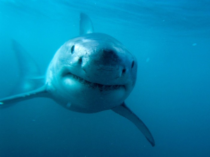sea, shark, fish, underwater, Great White Shark, biology, sea life, vertebrate, marine biology ...