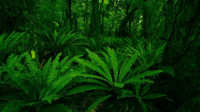 forest, green, ferns, jungle, rainforest, tree, leaf, flower, plant ...