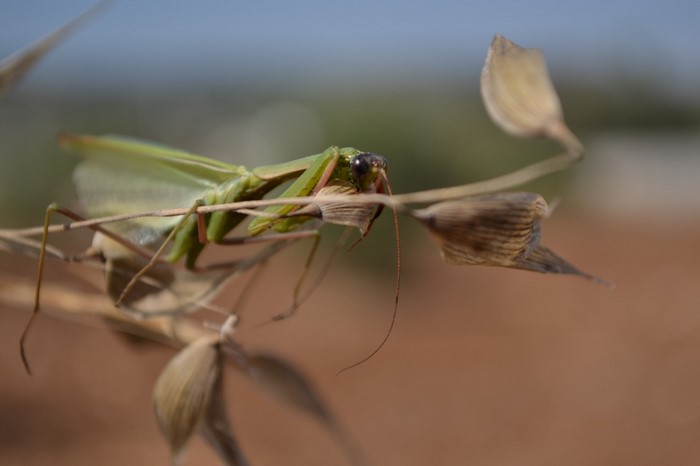 photography, mantis, insect, Fly, Praying Mantis, wing, fauna, close up ...