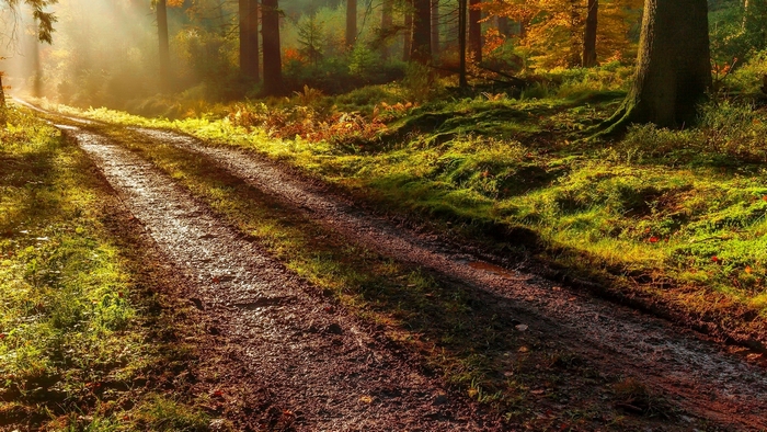 forest, fall, autumn, path, walk, beautiful, road, trees, HD Wallpaper ...