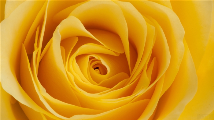 rose, yellow, bud, petals, macro 4k, HD Wallpaper | Rare Gallery
