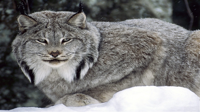 Canadian Lynx 4k, HD Wallpaper | Rare Gallery