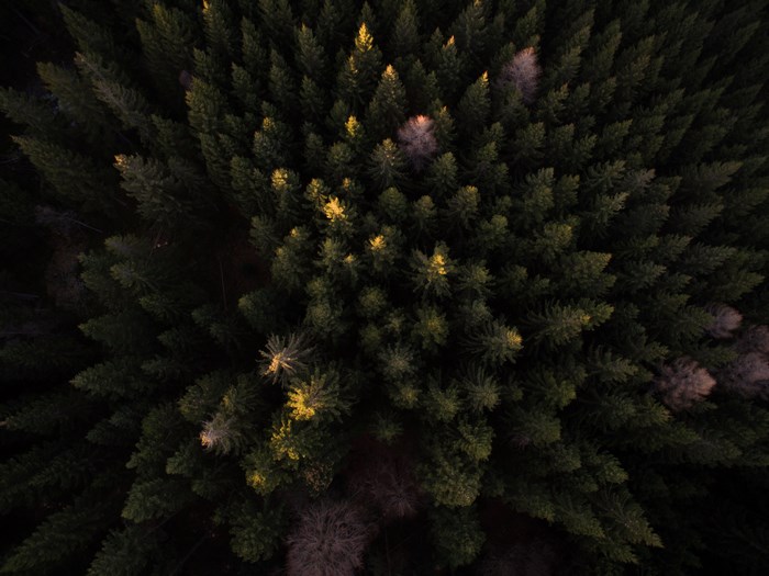 3992x2992 alp, drone view, pattern, evergreen, PNG images, pine, aerial, sattler, fir, aerial ...
