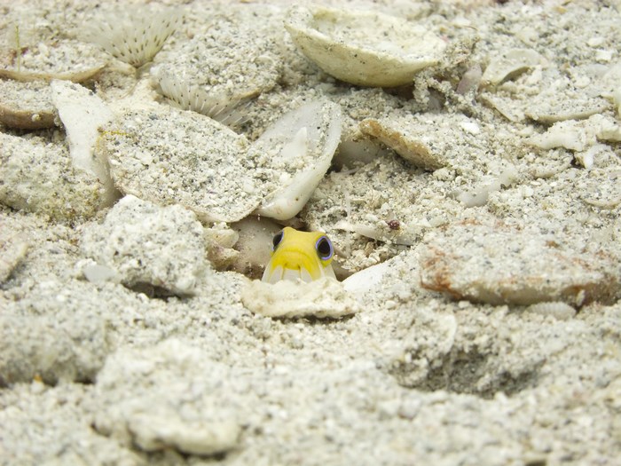 #5404530 3648x2736 yellow, underwater life, water, shells, pebble, fish ...