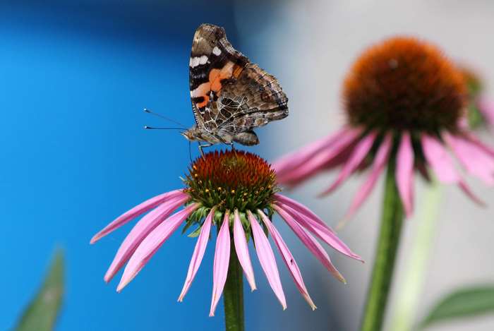beautiful flower, blue background, butterfly, closeup, colorful ...