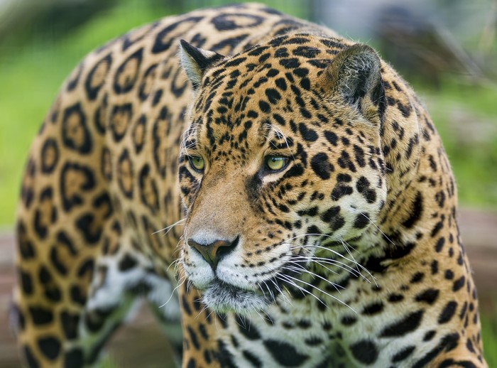 Jaguars, Big cats, HD Wallpaper | Rare Gallery