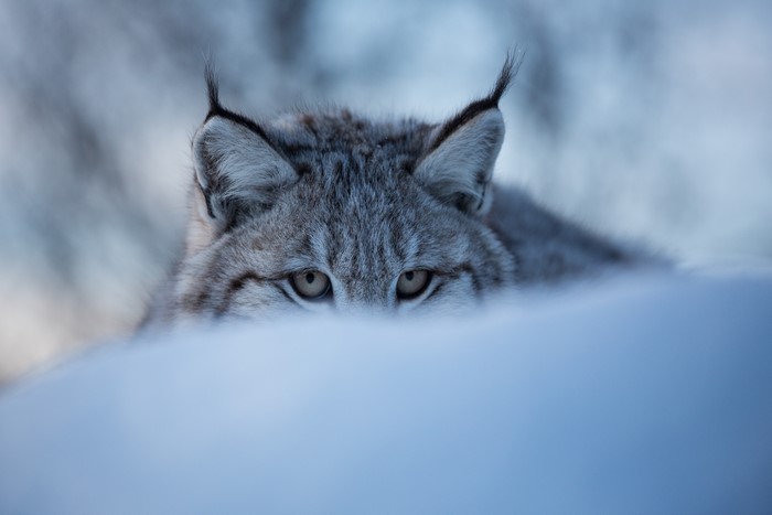 Big cats, Lynx, Glance, HD Wallpaper | Rare Gallery
