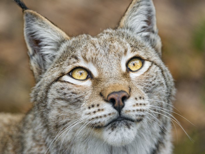 4K, Big cats, Lynx, Closeup, Glance, Snout, HD Wallpaper | Rare Gallery