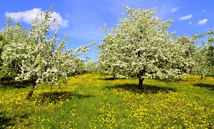 Seasons, Spring, Flowering trees, Dandelions, Grass, HD Wallpaper ...