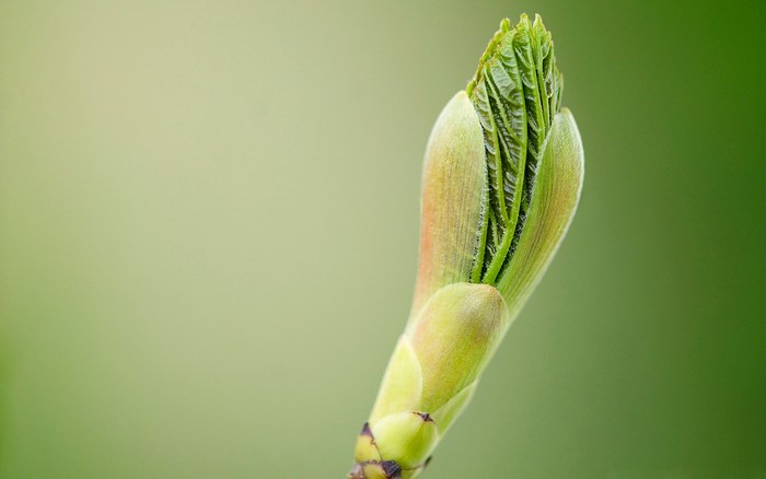 Bud, Spring, Closeup, Flower-bud, HD Wallpaper | Rare Gallery