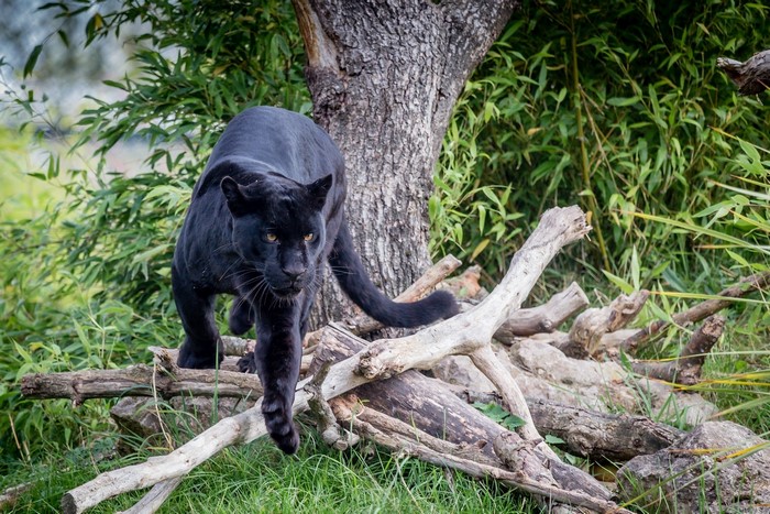 Panthers, Big cats, Branches, HD Wallpaper | Rare Gallery