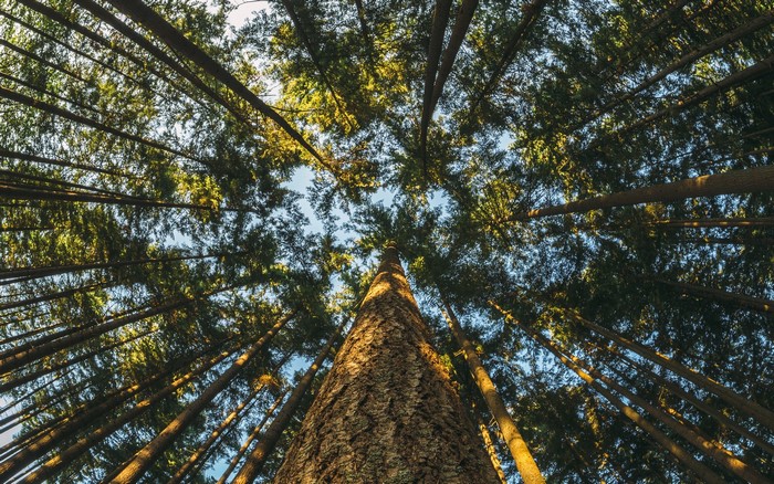 Forests, Trunk tree, Trees, Bottom view, HD Wallpaper | Rare Gallery