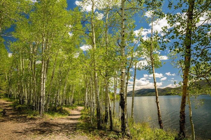 4K, Utah, USA, Spring, Rivers, Birch, Trail, HD Wallpaper | Rare Gallery