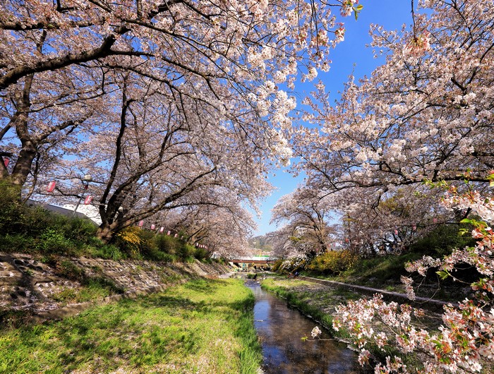Japan, Tokyo, Spring, Parks, Flowering trees, HD Wallpaper | Rare Gallery