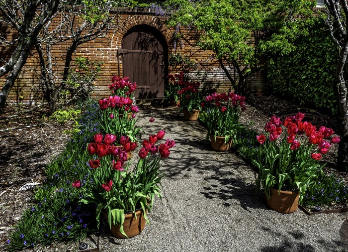 Botanischer Garten Solingen, Germany, Gardens, Tulips, HD Wallpaper ...