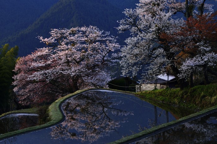 Japan, Kyoto, Parks, Spring, Flowering trees, HD Wallpaper | Rare Gallery