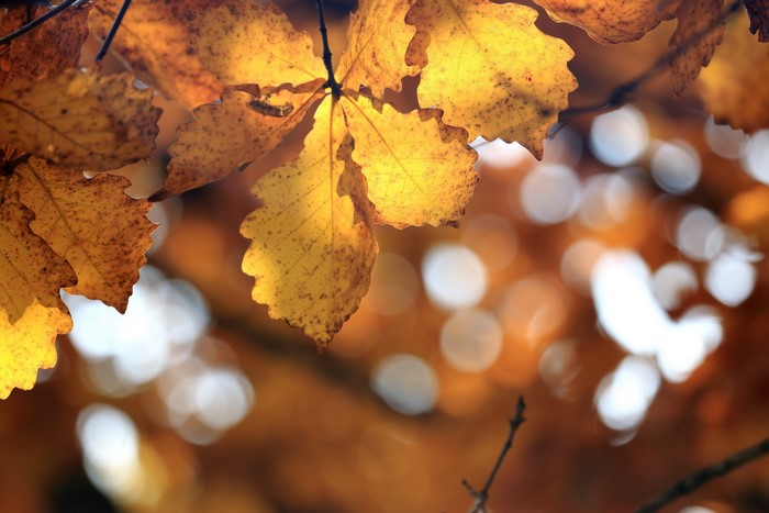 4K, 5K, Autumn, Oak, Foliage, Bokeh, HD Wallpaper | Rare Gallery